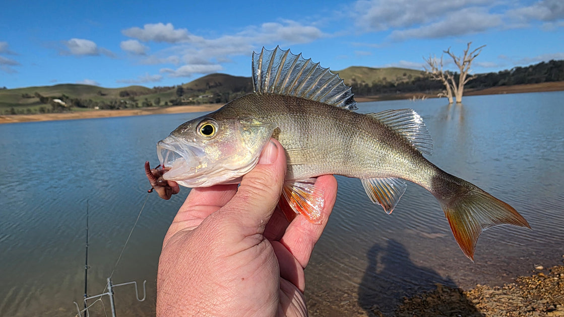 Trellys Fishing Report