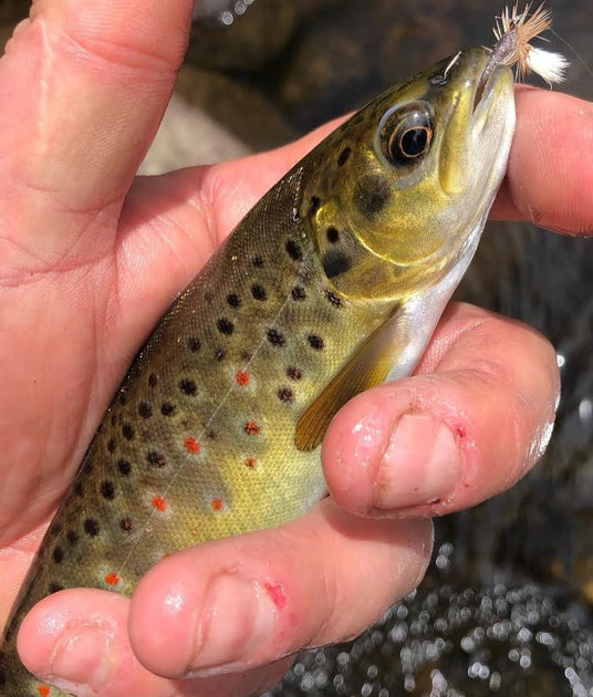 Trellys Fishing Report