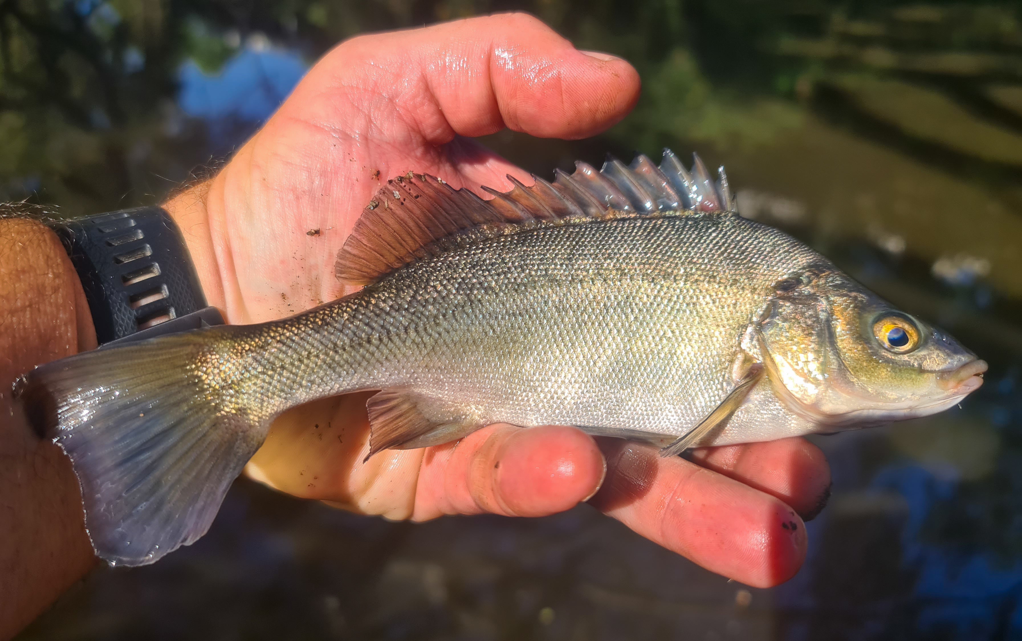 Silver Perch