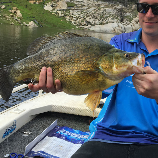 Golden Perch (Yellowbelly) – Trellys